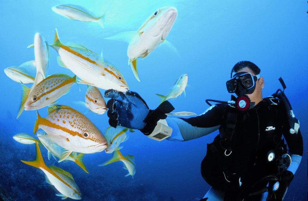 Descubriendo el mundo submarino: Dive Travel Show, primera inmersión ...