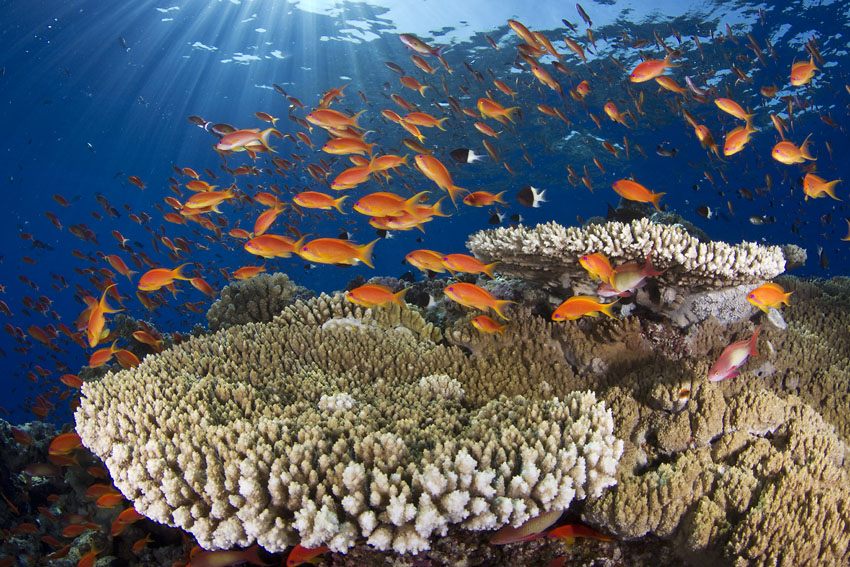 Descubriendo el mundo submarino: Dive Travel Show, primera inmersión ...