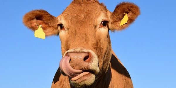 ¡El museo de la “Vaca que ríe”! - El Magazine del Viajero