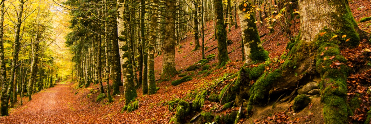 Los 10 bosques más bonitos de Europa - El Magazine del Viajero