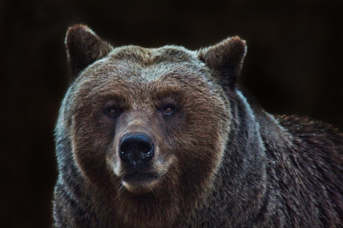 Los animales de Europa más impresionantes y dónde verlos - El Magazine ...